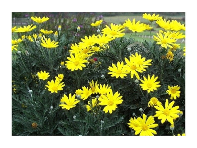 Euryops chrisantemoides (seme)