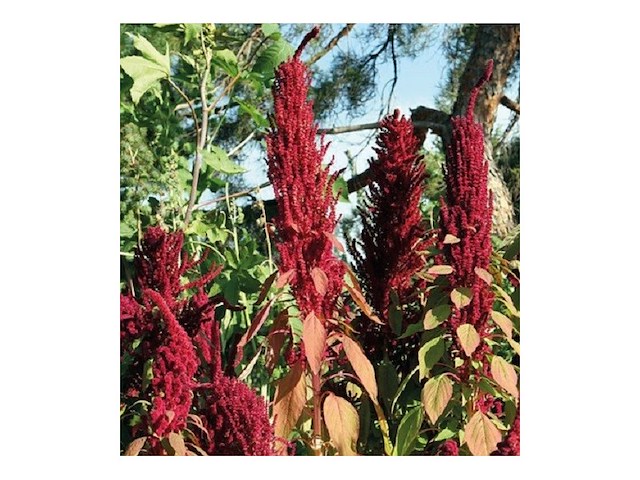 Amarant (seme) Amaranth