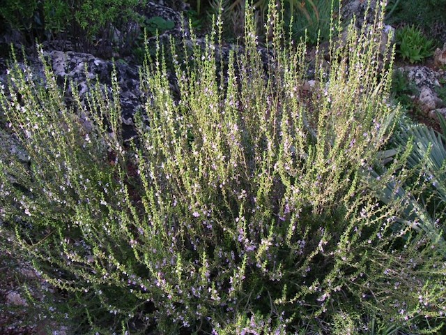 Satureja cuneifolia (seme)