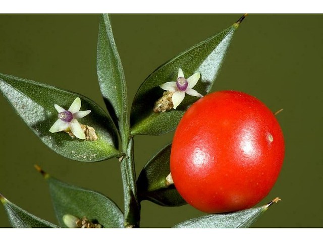 RUSCUS aculeatus - Veprina (seme)