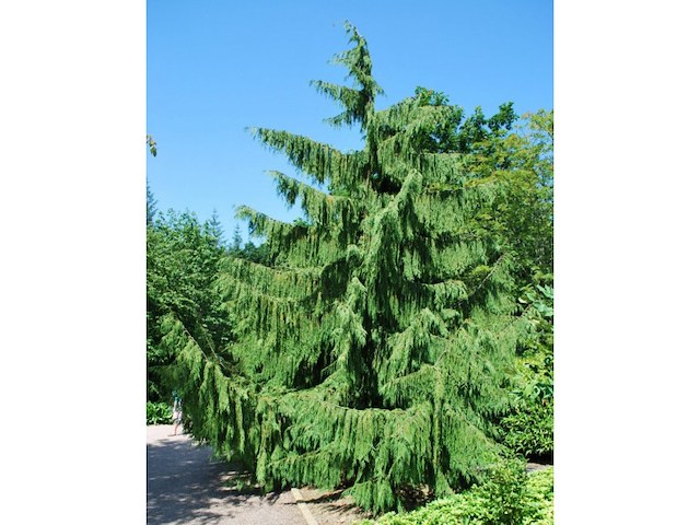 Cupressus nootkatensis - Aljaski Cempres RARITET! seme