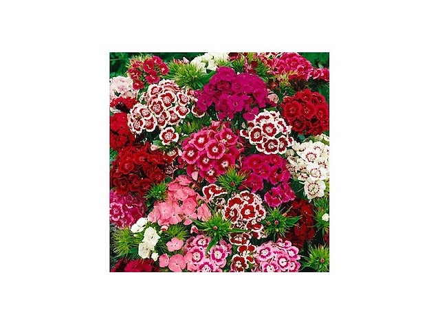 Turski karanfil MIX (seme) Dianthus barbatus