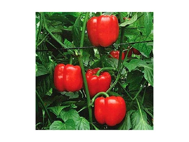 Crvena kvadratna paprika (seme) Quadrato D`asti Rosso