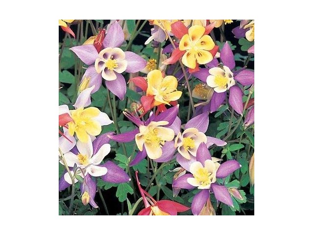 Kandilica (Mix raznih boja) Aquilegia doppia