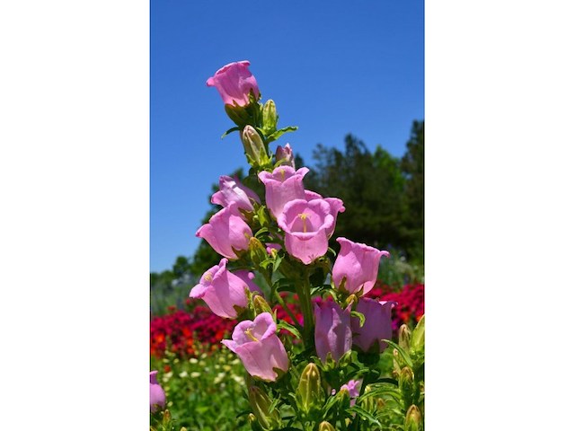 Campanula medium (seme) Bastenska zvonica