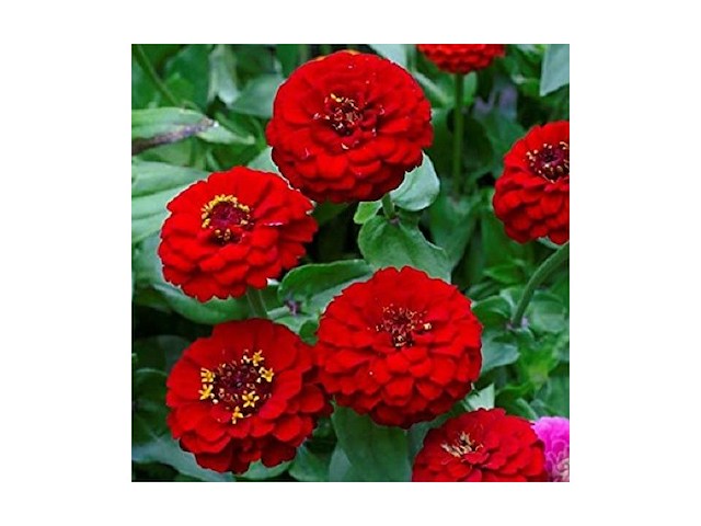 Zinnia elegans (seme) Crveni Lepi covek