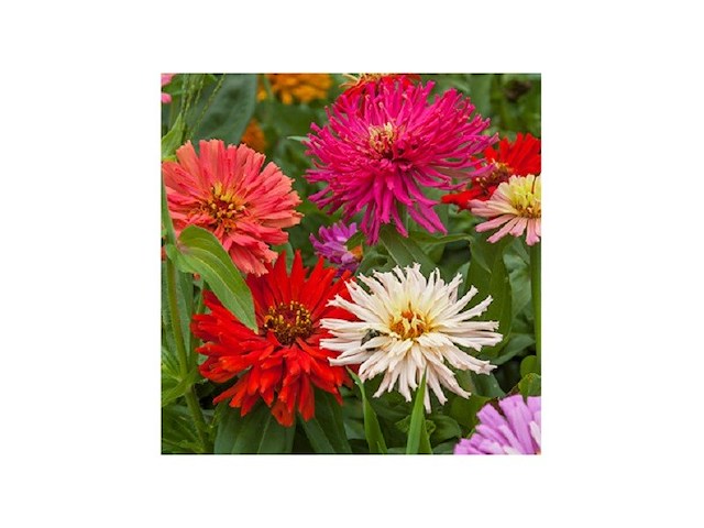 Zinnia elegans `Cactus`