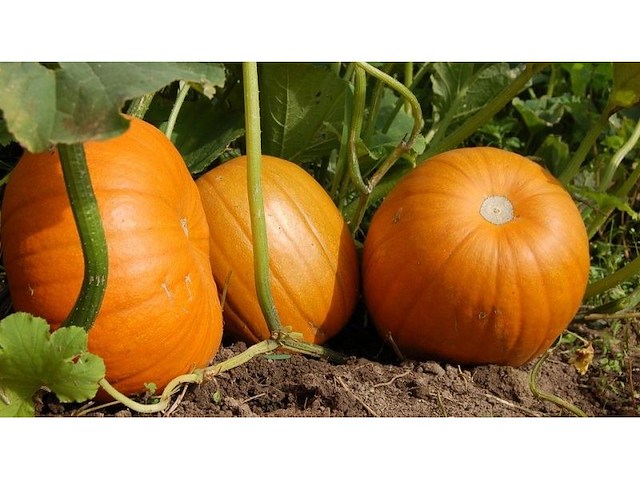 Bundeva Zuta Velika (seme) Cucurbita maxima