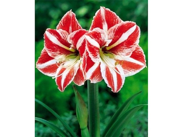 Amarilis - Amaryllis Fairy Tale (seme)