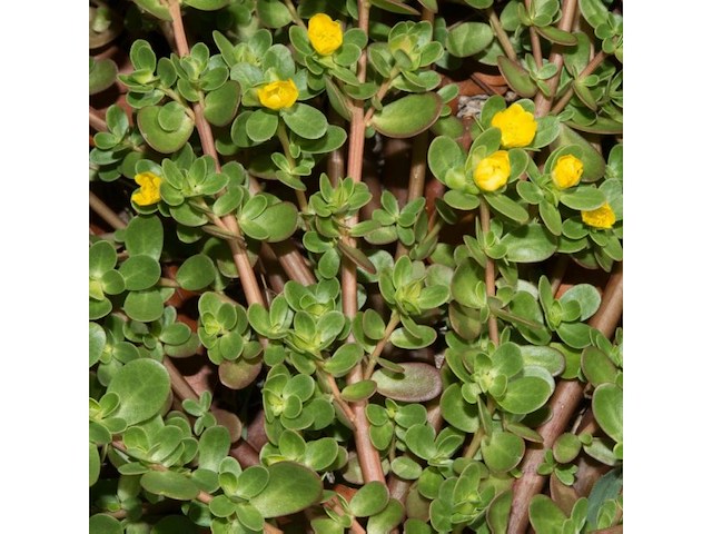 Portulaca oleracea - Tust (seme)