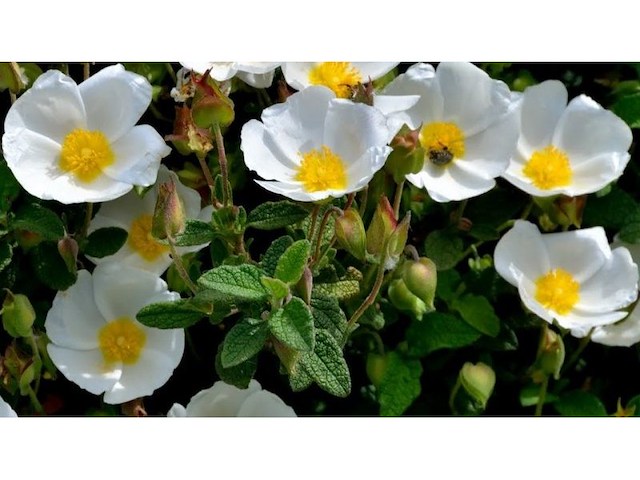 Cistus salvifolius (seme)