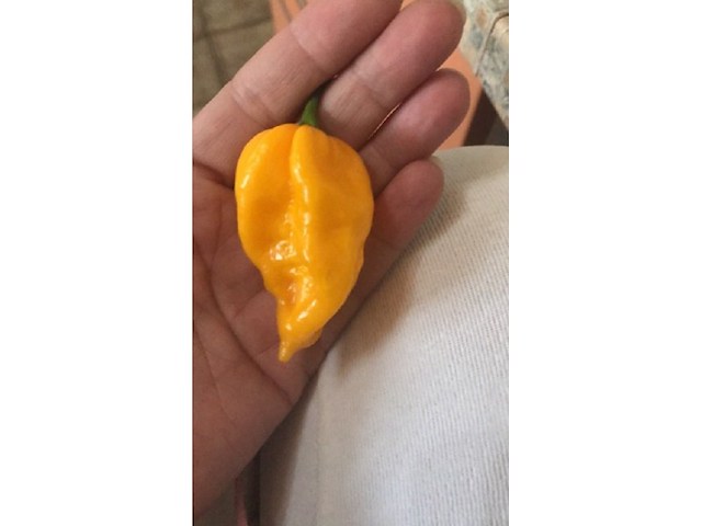 Cili Habanero yellow (seme) Chilli paprika