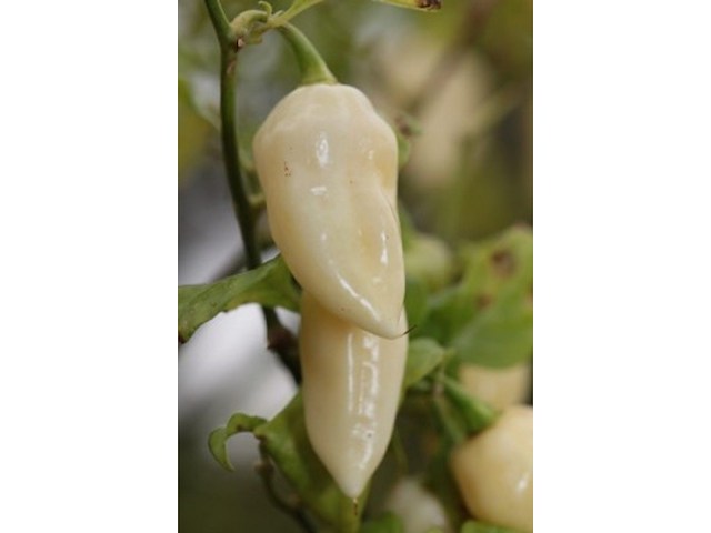 Naga Bhut Jolokia (Ghost) Chilli WHITE