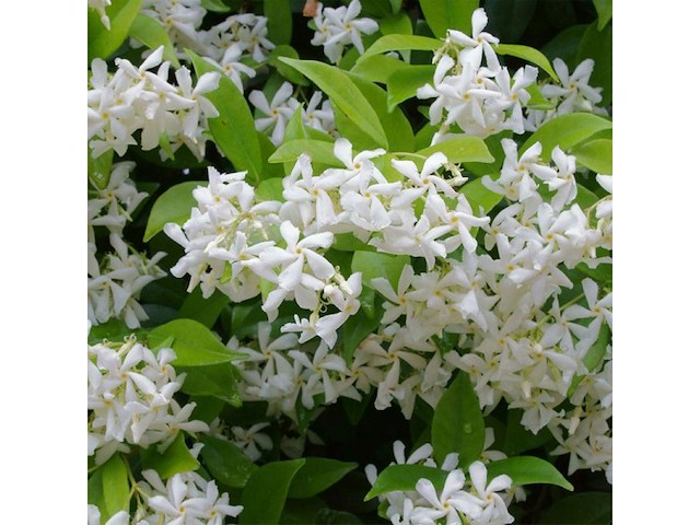 Trachelospermum jasminoides (seme) Star Jasmin