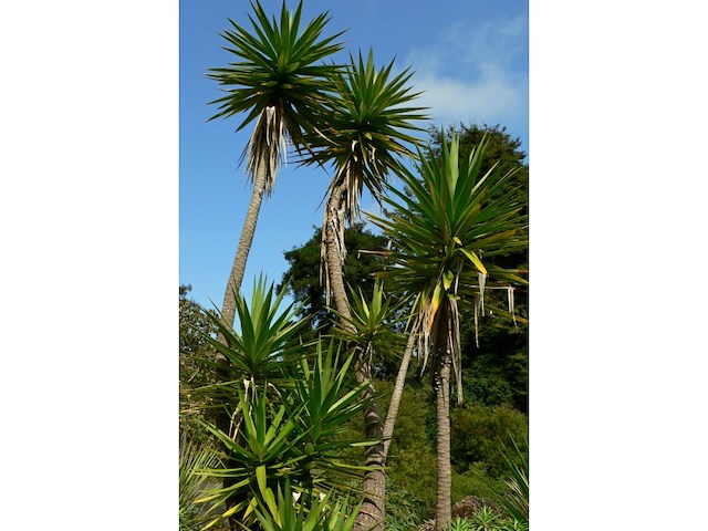 Yucca aloifolia (seme)