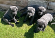 Štenci cane corso ** spremni sada **