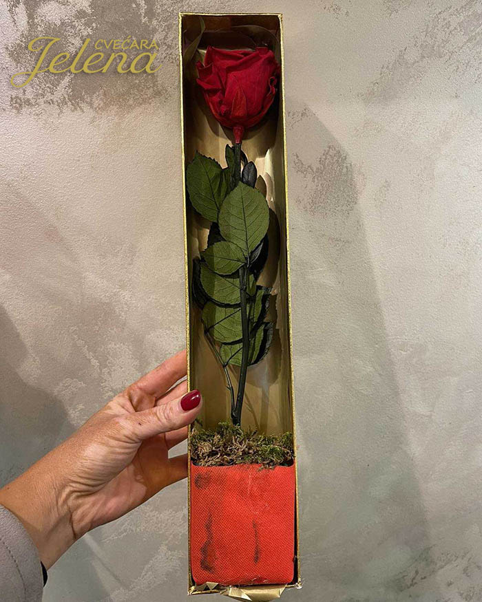 Crvena dehidrirana ruža u kutiji