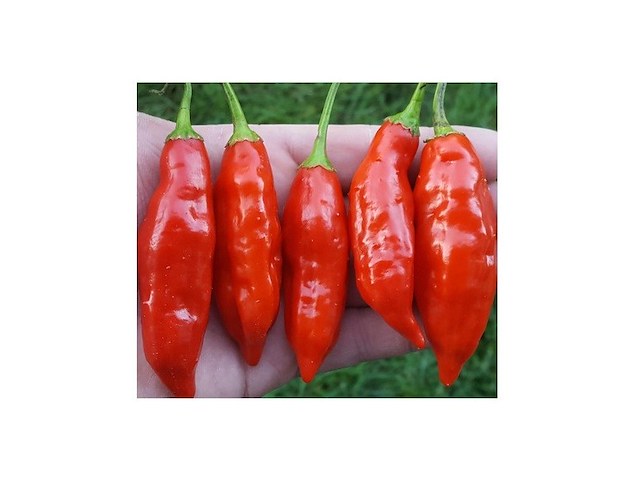 Aji Rojo Cili paprika (seme)