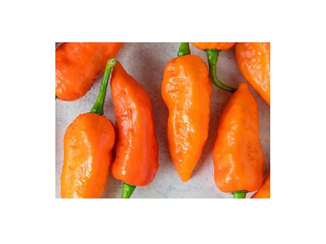 JOLAKIA Orange Heirloom Cili paprika (seme)