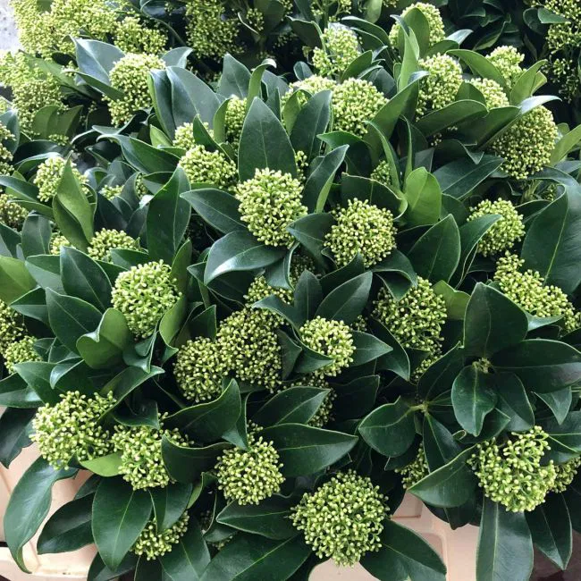 Skimmia japonica 'White Globe' • C 2 l • 20/25 cm