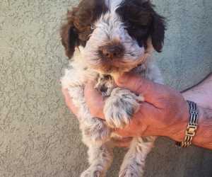 Štenci lagotto romagnolo