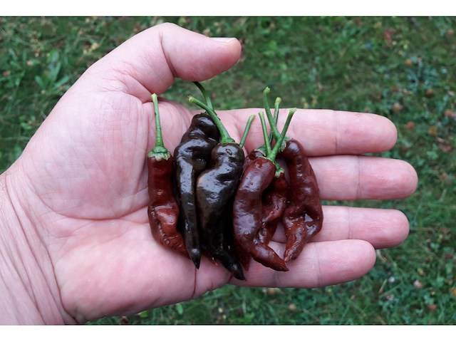 Devil`s Tongue Chocolate - Chili pepper 20 semenki