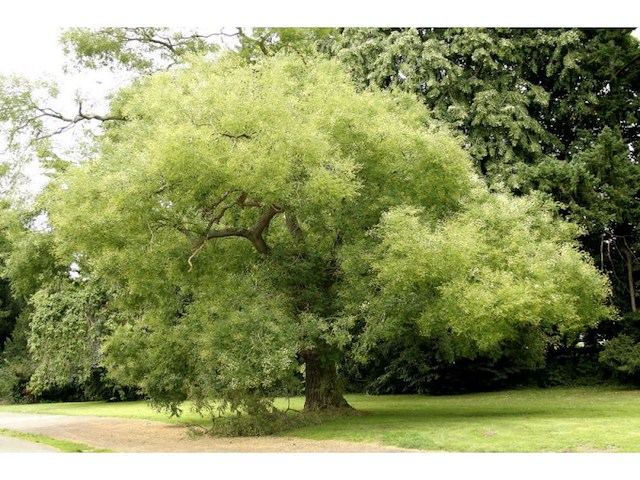 Sophora japonica - Sofora (seme)