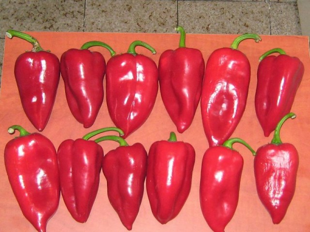 Paprika Slonovo uvo (seme)