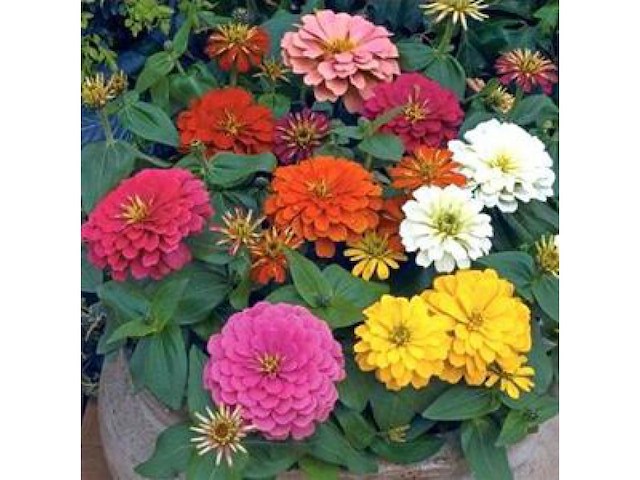 Zinnia elegans (seme) mix Cinija Lepi Glisa