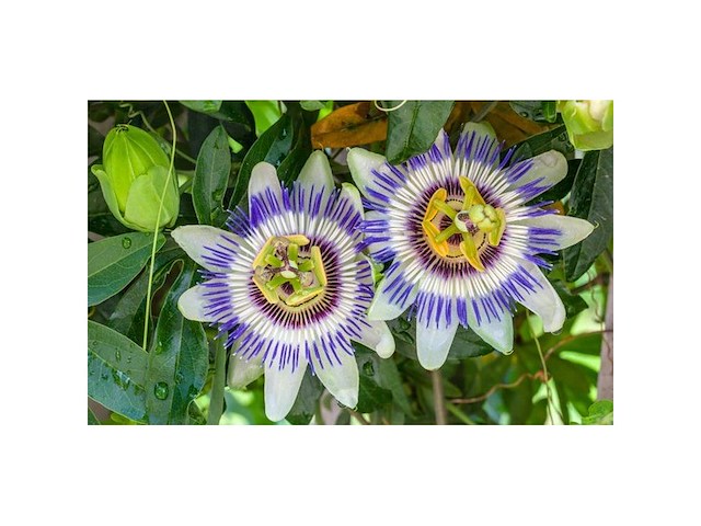 Passiflora caerulea (seme)