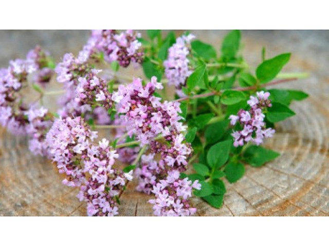 Divlji origano (seme) - Origanum vulgare