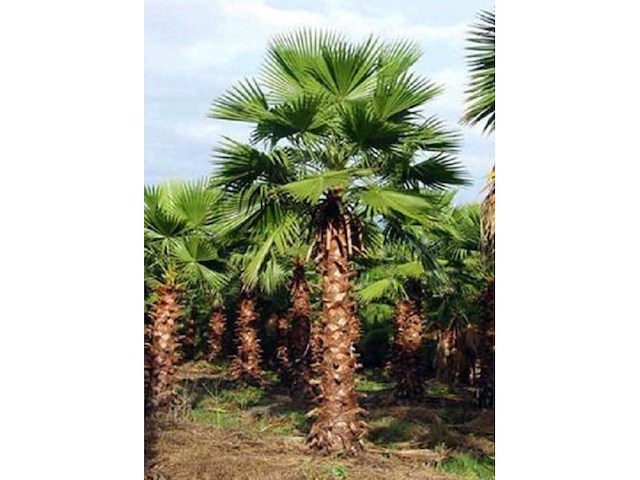 Washingtonia robusta - Mexican fan palm (seme)