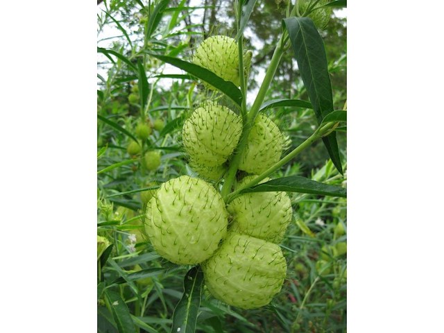 Balon biljka - Gomphocarpus physocarpus (seme)