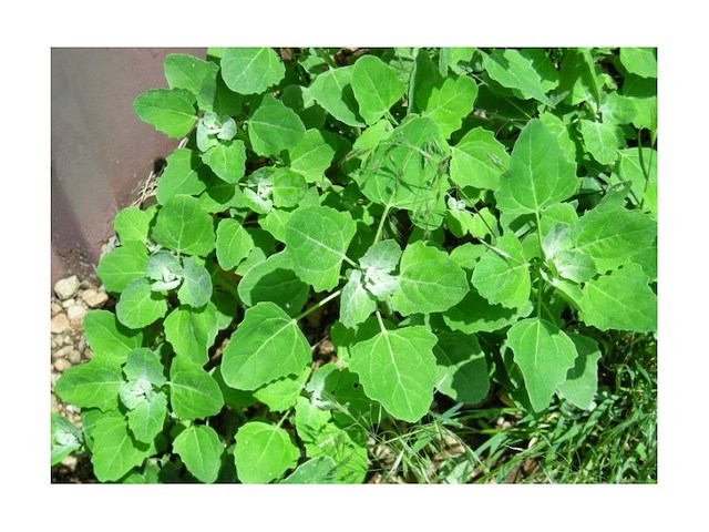 Chenopodium alba - Divlja loboda