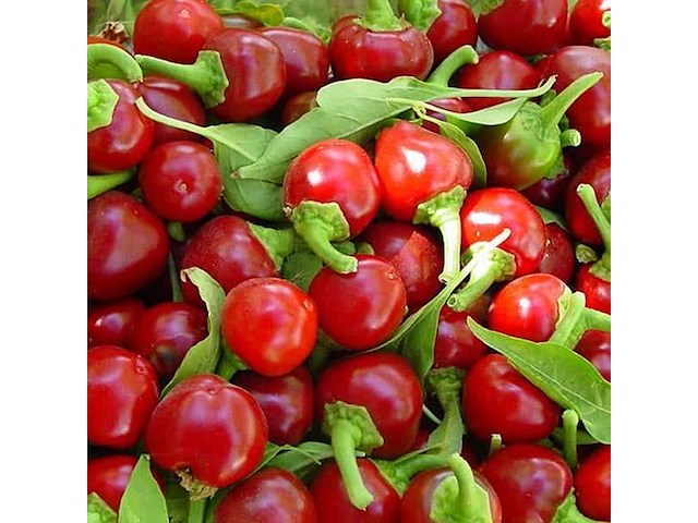 Cili paprika - Chili cherry (seme)