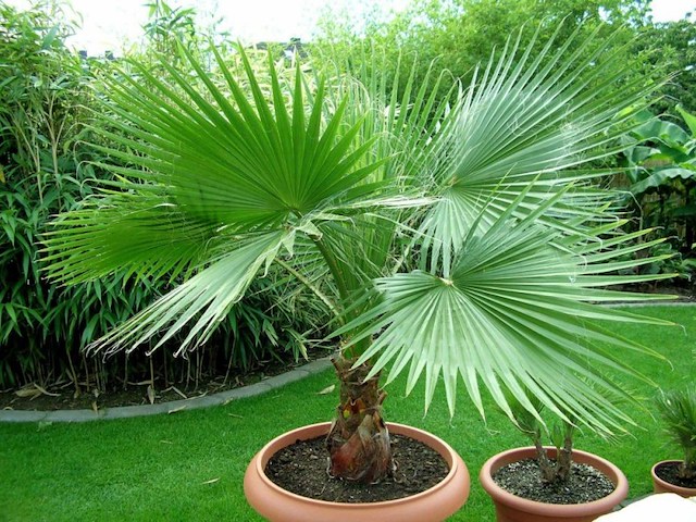 Washingtonia filifera - California fan palm (100 semenk