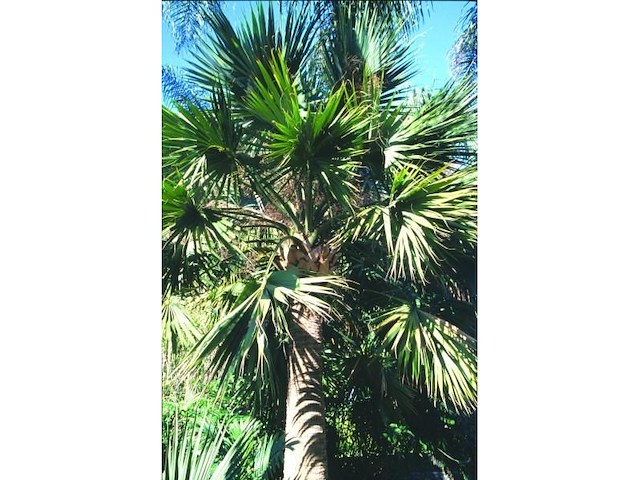 Sabal palmetto Lisa (seme)