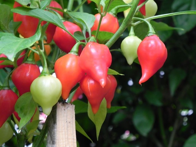 Habanero creole cili (seme) Chilli paprika