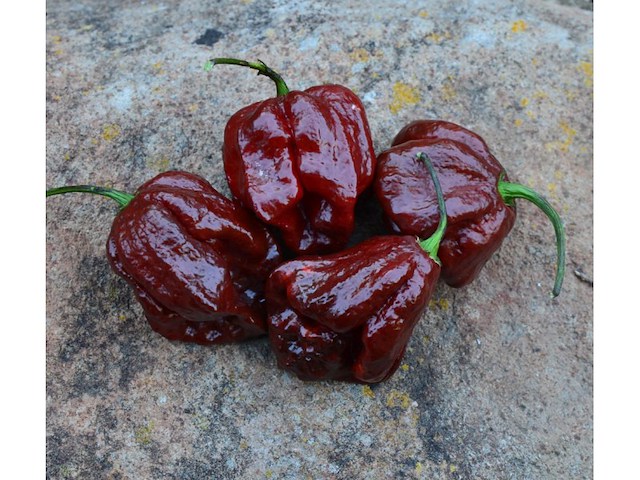 Trinidad douglah cili (seme) Chilli paprika