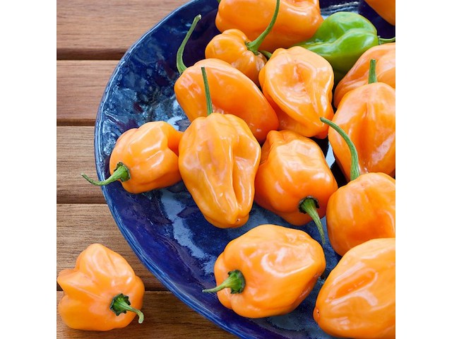 ORANGE Habanero Cili paprika (seme) chilli