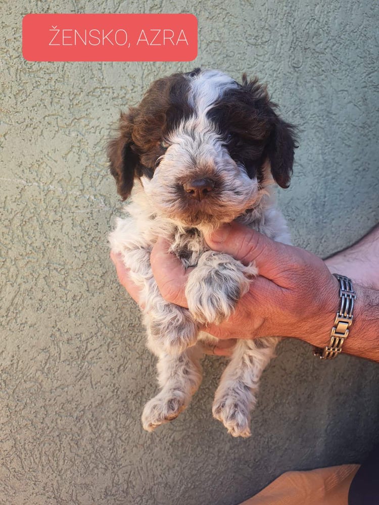 Štenci LAGOTTO ROMAGNOLO