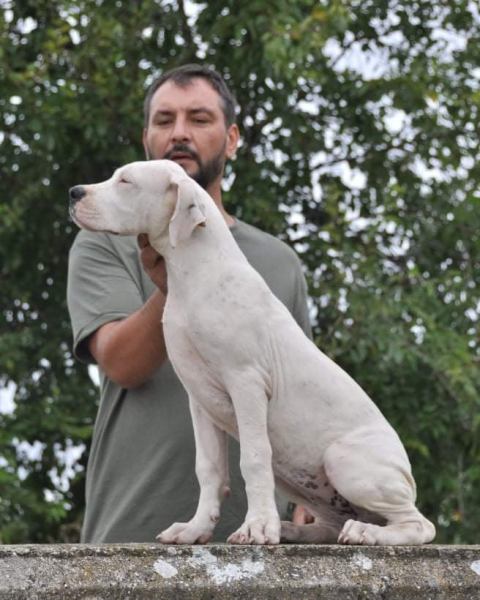 Dogo argentino, žensko štene