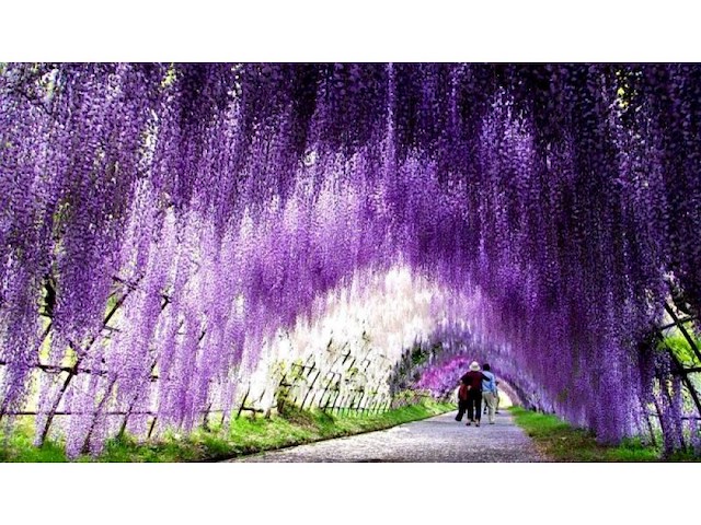 Wisteria - Plava kisa (5 semenki)