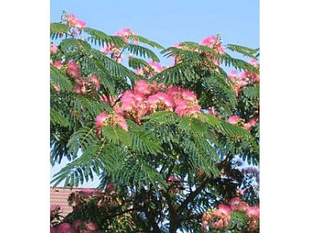 Albizia julibrissin - Albicija svileno drvo (seme)