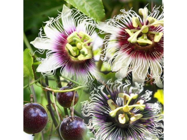 Passiflora edulis (seme) Marakuja