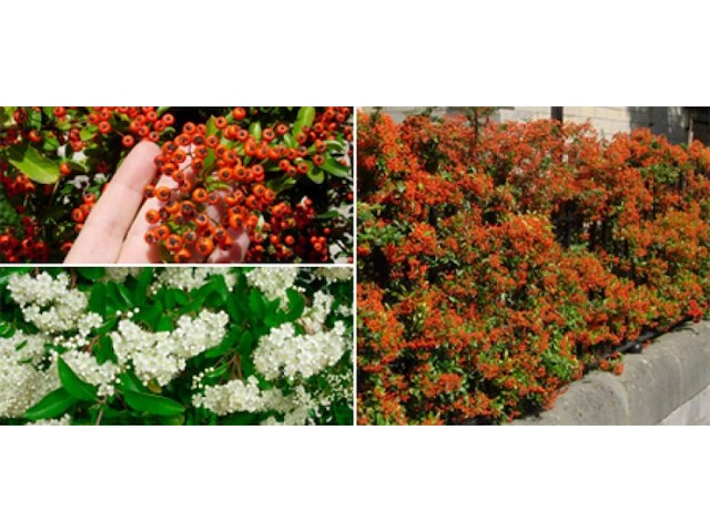 Pyracantha narandzasta- Pirokanta vatreni grm (seme)