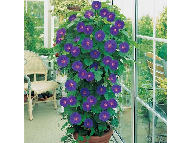 Ipomoea purpurea - Ladolez (seme)