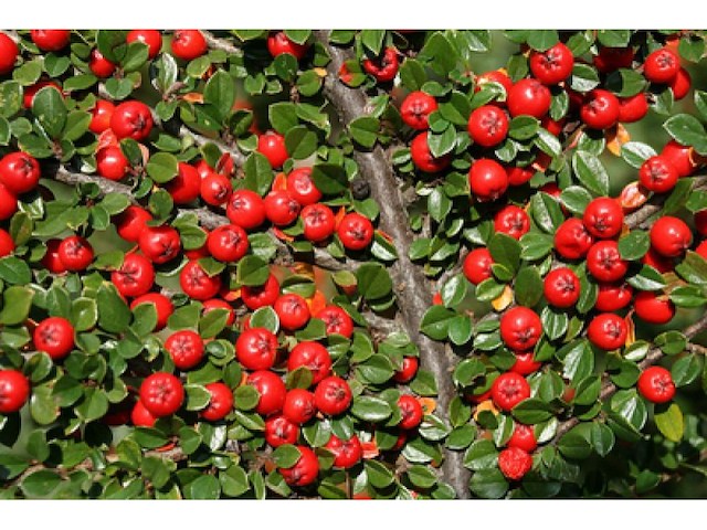 Cotoneaster horizontalis - Dunjarica seme