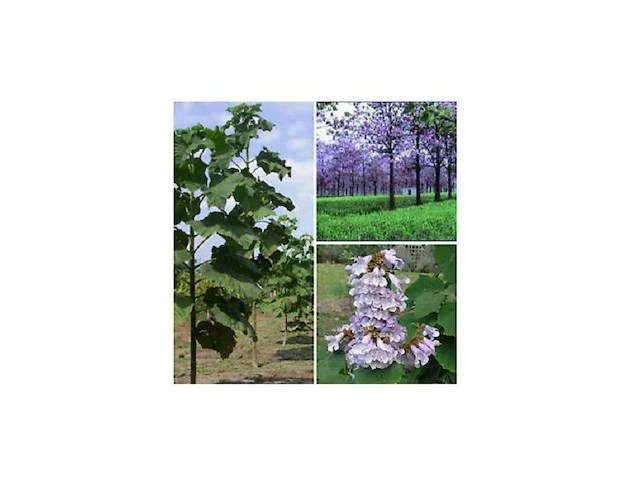 Paulownia fortunei (seme) - Paulovnija 200semenki!