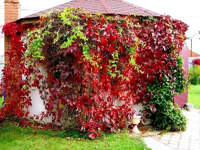 Parthenocissus quinquefo - Devojacka lozica (seme)